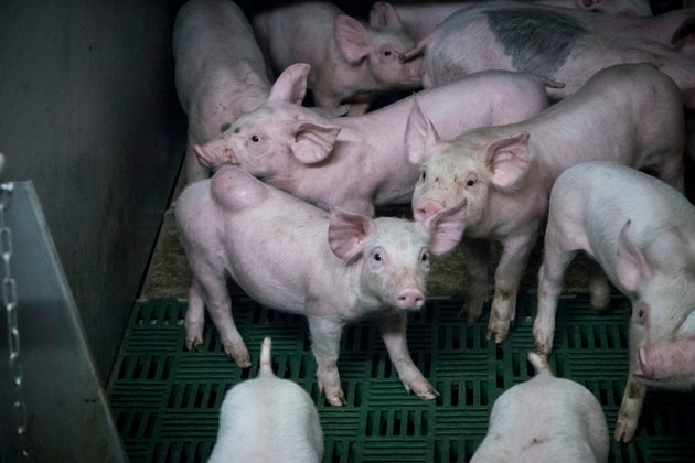 Pig Farm Investigation By Animal Equality Raises Concerns About Red ...
