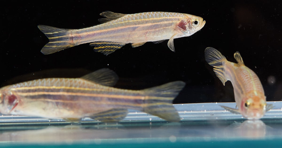 Tackling Cancer with Help from a Tropical Fish (and The New York ...