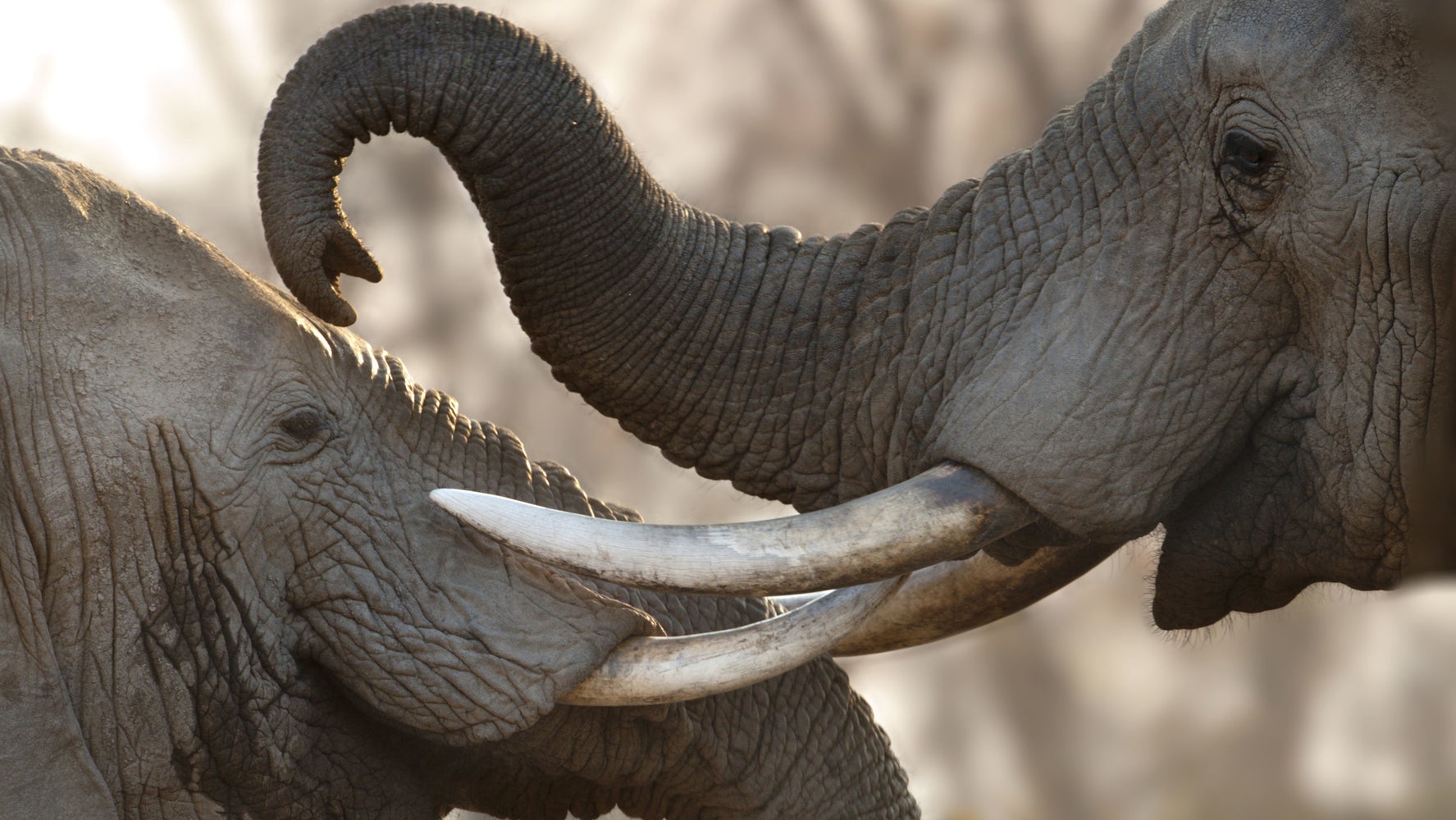 Trump Calls Elephant Trophy Hunting A 'Horror Show,' Says He's Unlikely ...