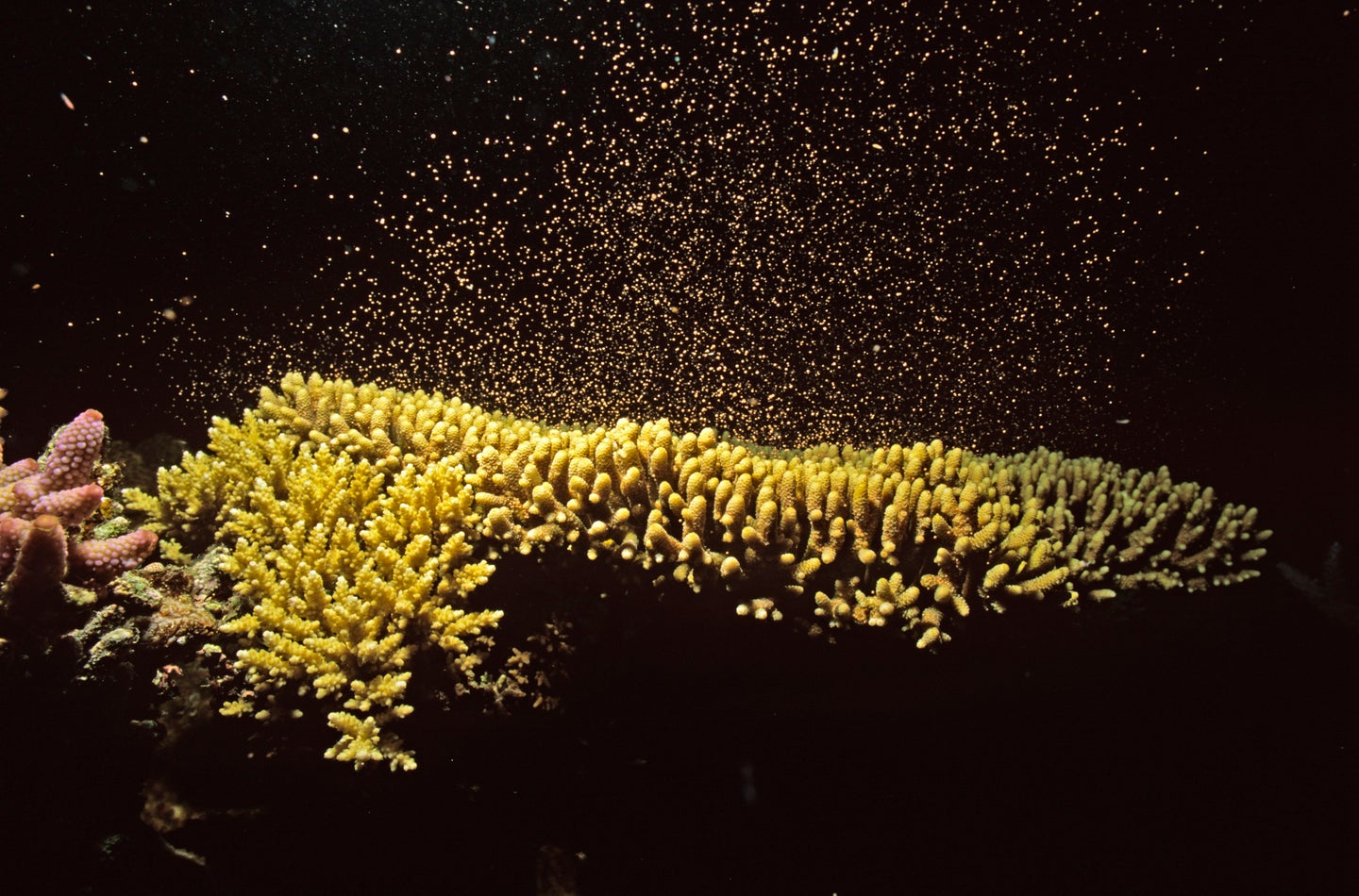 Coral Transplant Success Could Be A Ray Of Hope For The Great Barrier ...