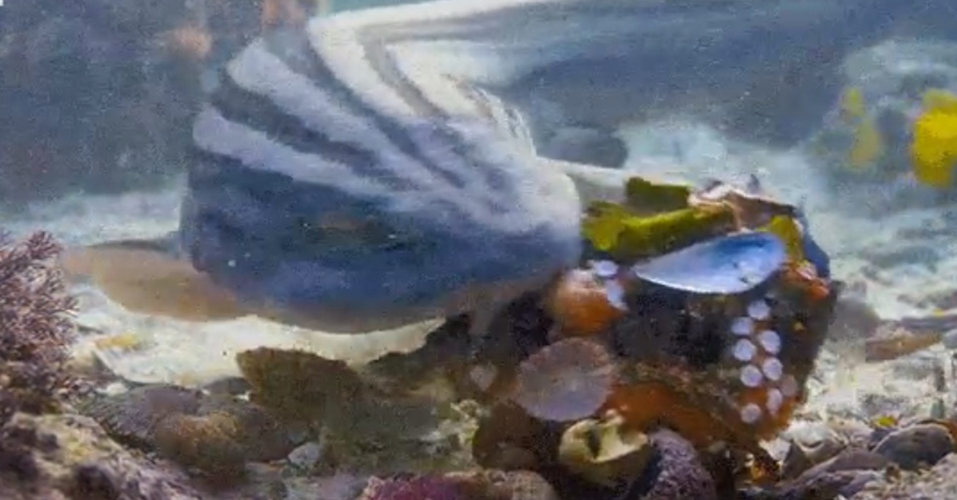 Resourceful Octopus Escapes Shark By Using Armor Made Of Shells | HuffPost