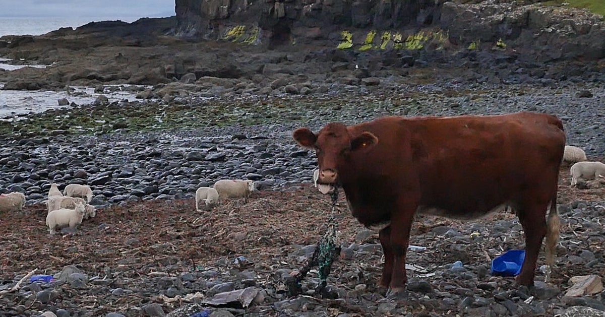 Footage Of Cow Chewing Plastic Net On Scottish Beach Highlights Tragic ...