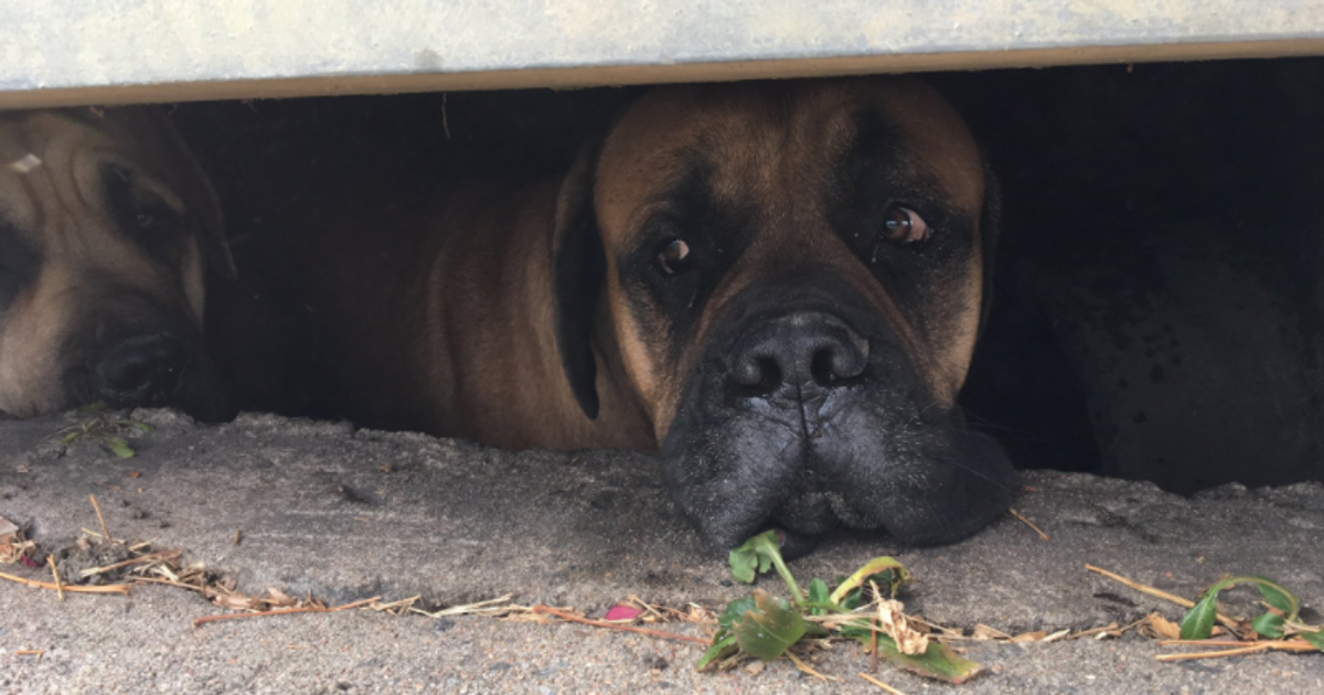 We Are All These Dumb Dogs Stuck In A Storm Drain | HuffPost Weird News
