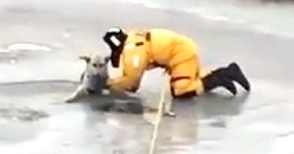 Hero Firefighter Slides Onto Thin Ice To Rescue Dog Who Fell Through ...