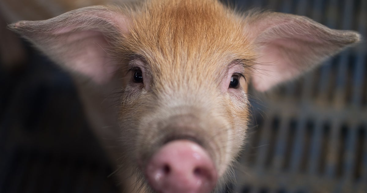 Animal Sentience, Animal Welfare And Politics | HuffPost UK News