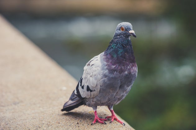 Pigeon Intelligence Levels Much Closer To Humans Than We Previously ...