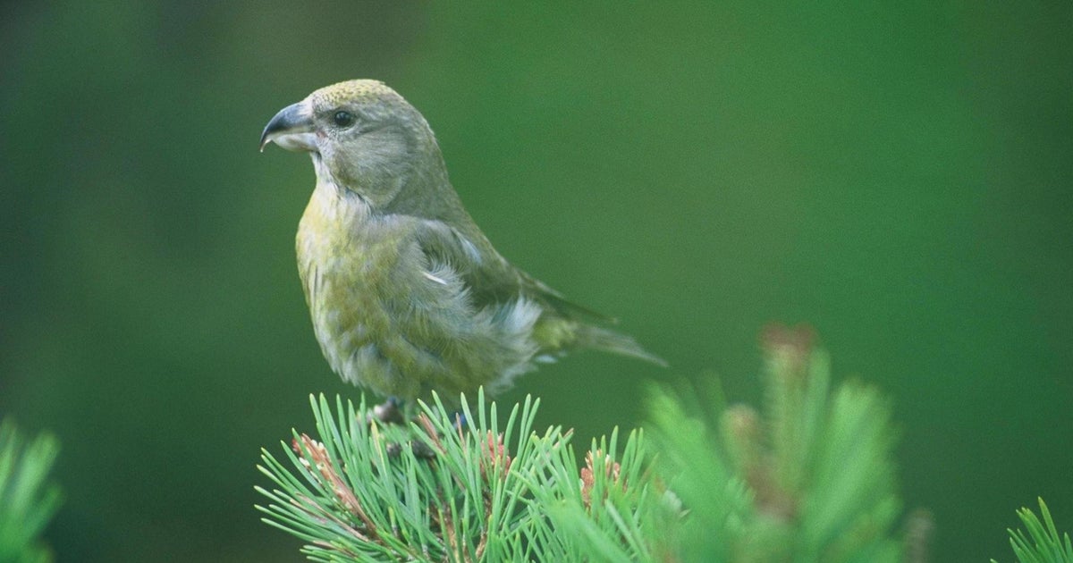 Climate Change Is Making Rare Breeding Birds Increasingly Vulnerable To ...