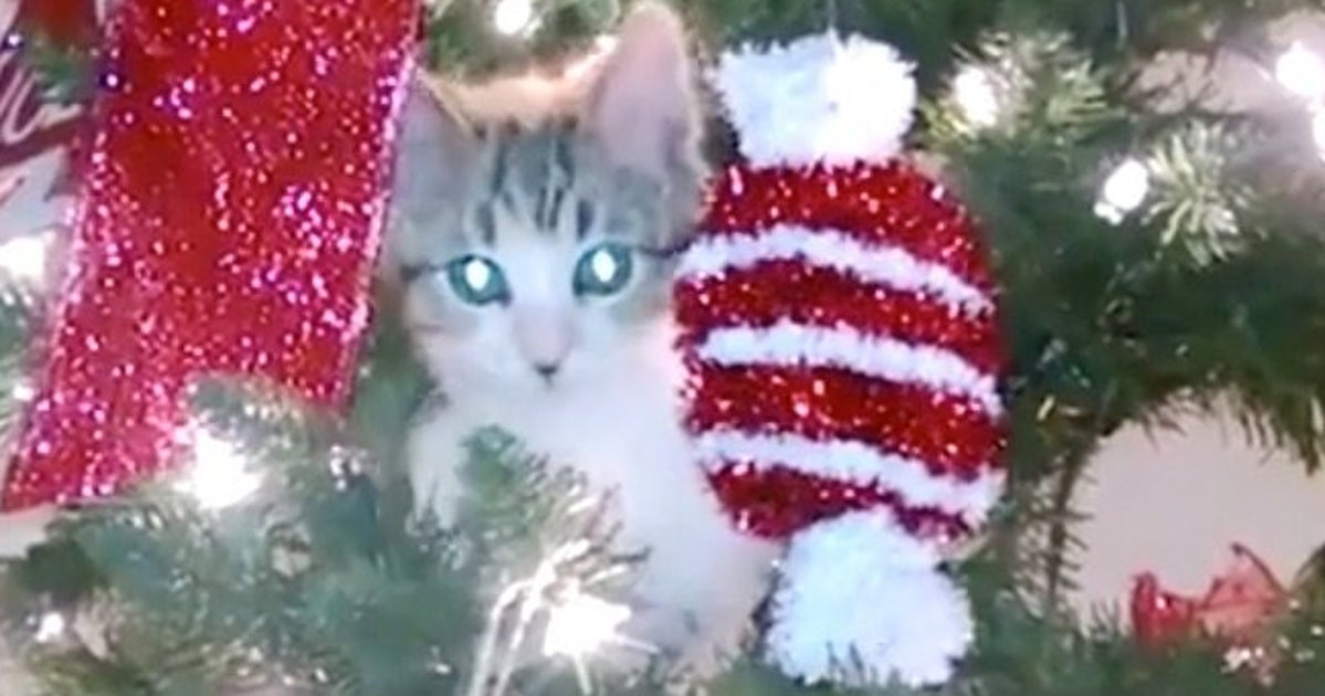 Cats vs. Christmas Trees Supercut Shows Felines At Their Holiday Worst ...
