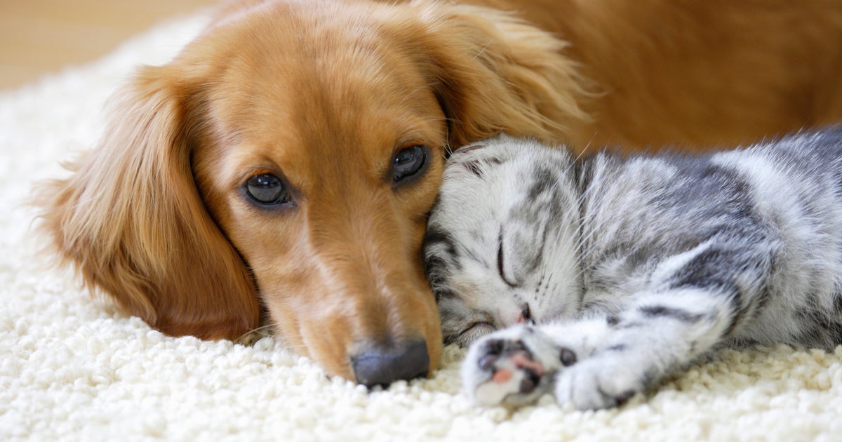 Pet Name Inspiration: The Most Popular Cat And Dog Names Of 2017 ...