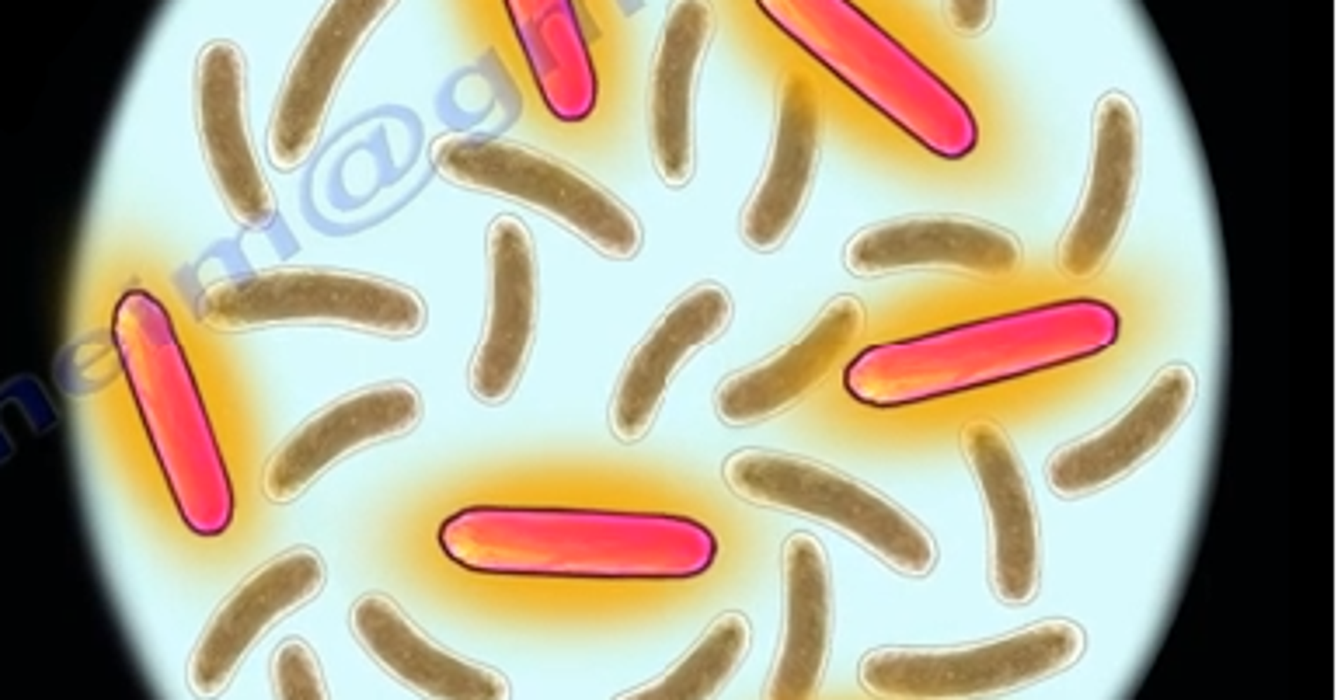 Clostridium Bacteria | HuffPost