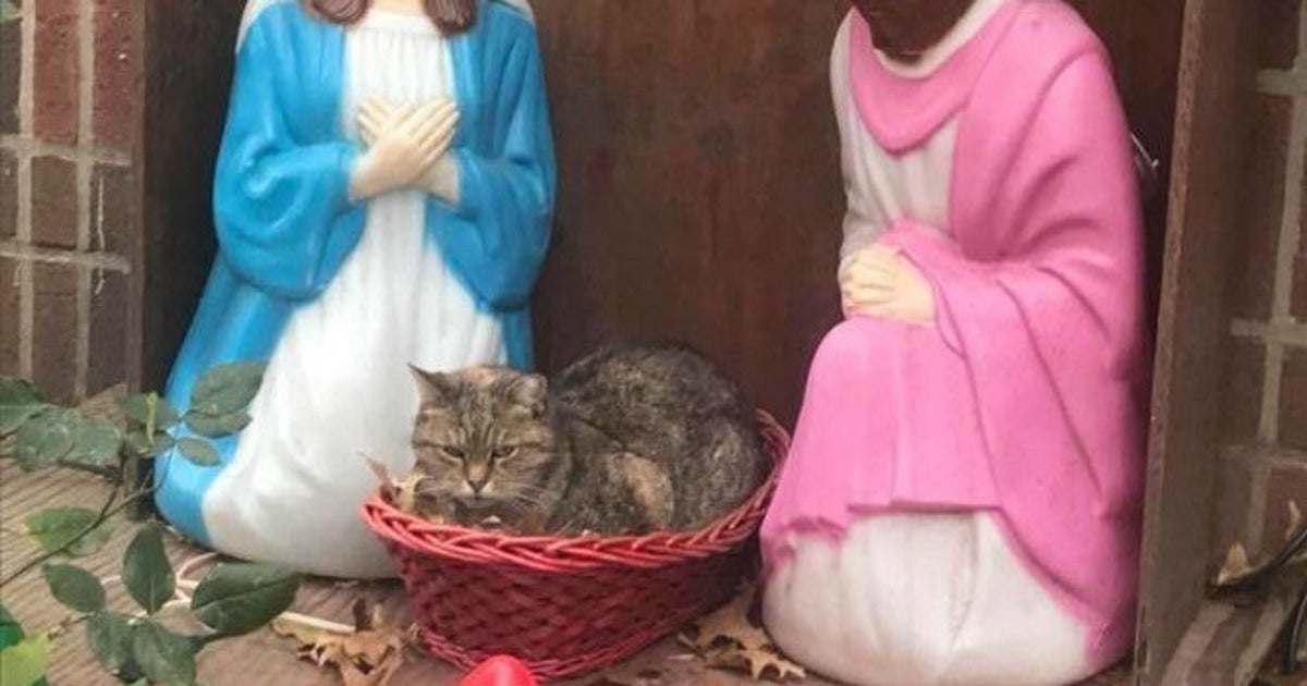 Cat As Baby Jesus Is A Freakin’ Christmas Gift | HuffPost Weird News