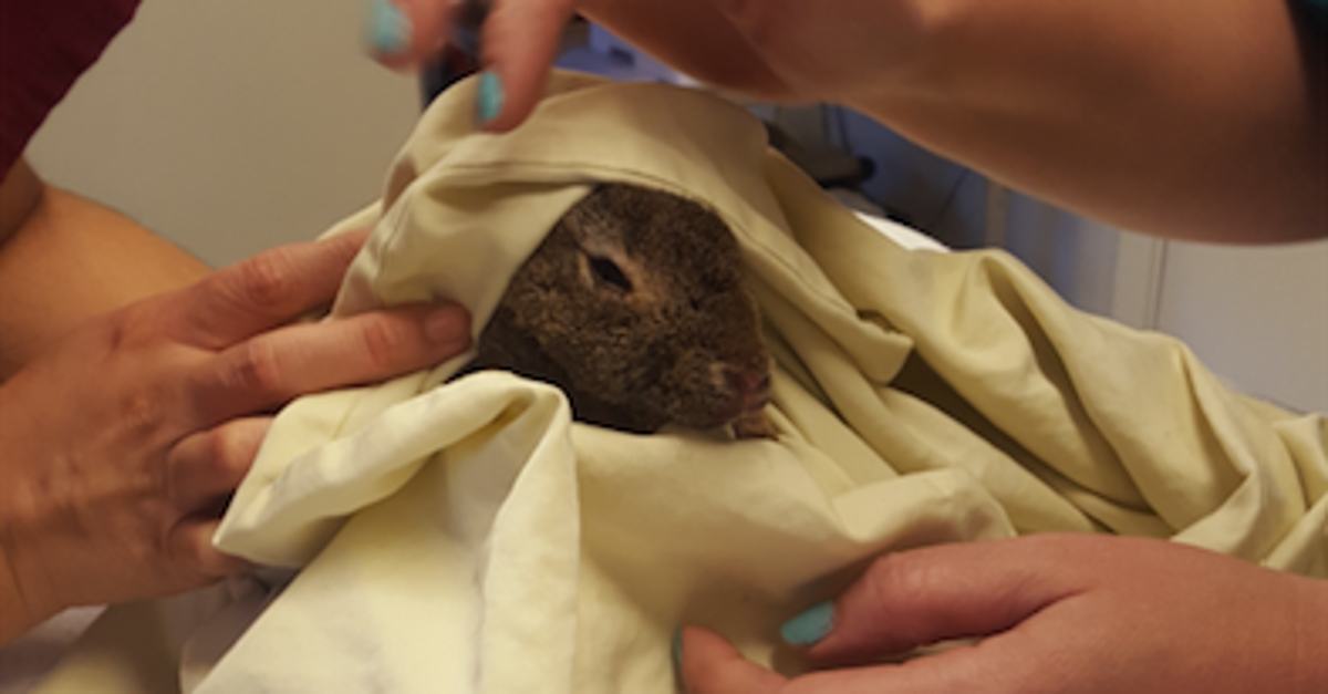 Rabbit Rescued From Fire In Famous Video Released Back To The Wild ...