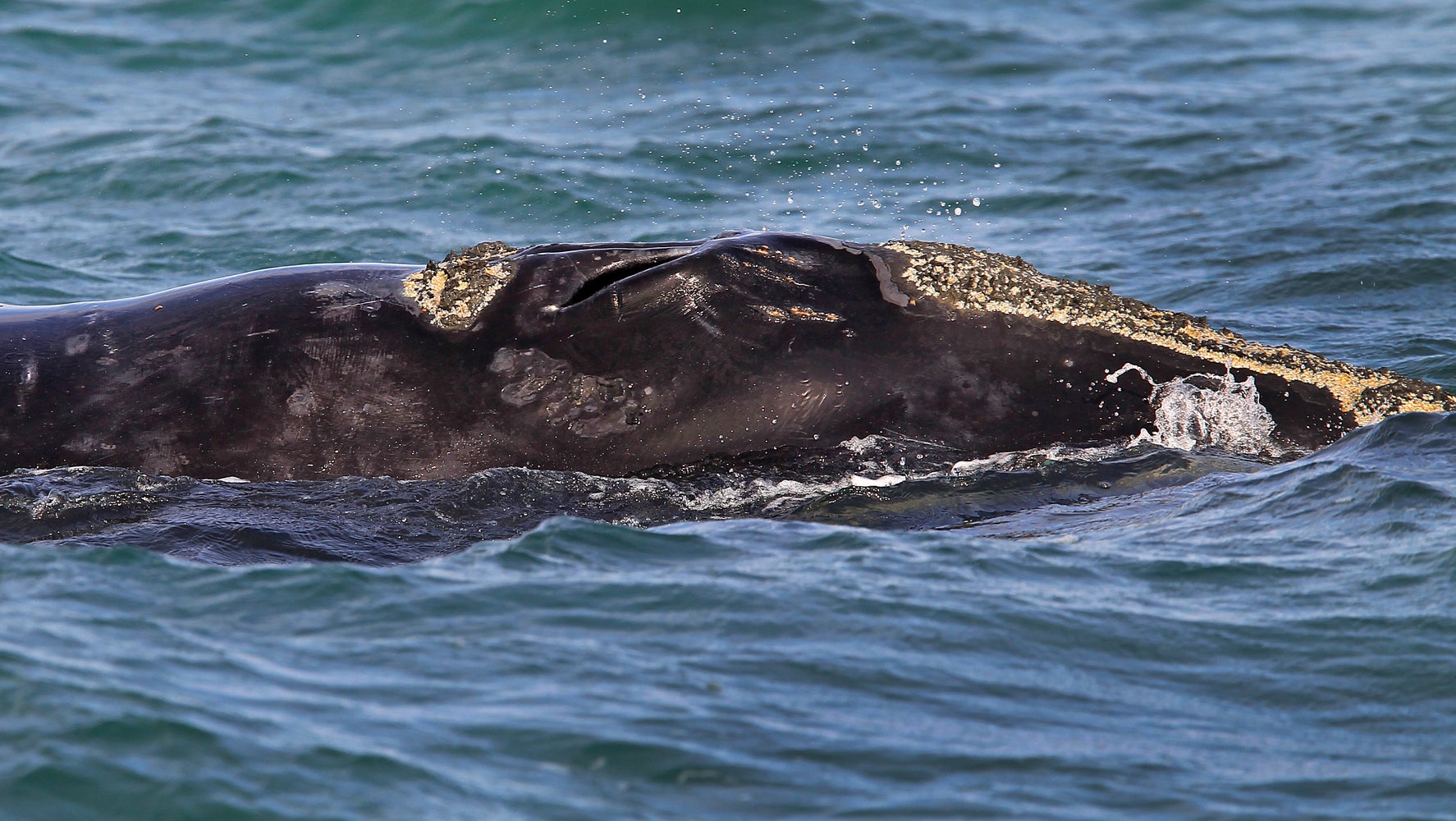 Right Whales Could Face Extinction After Deadly Year, Researchers Say ...