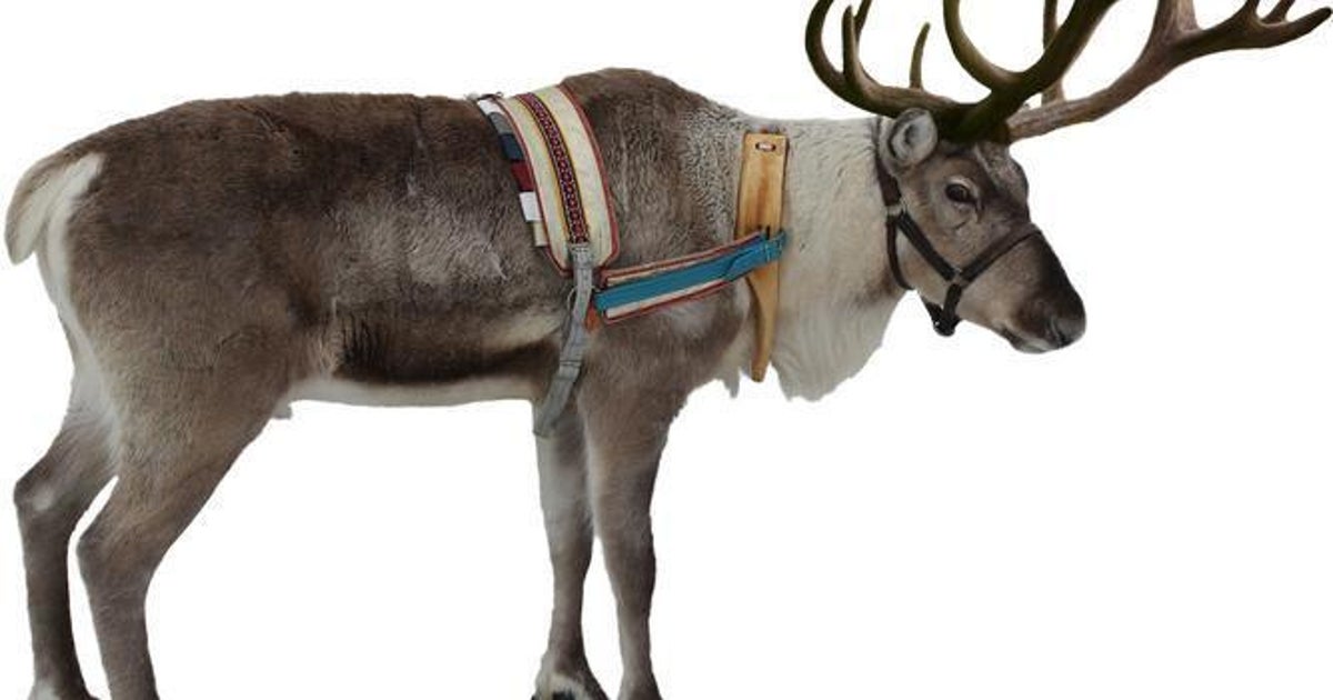 Sorry, Comet, Adults and Children Can't be Friends | HuffPost Contributor