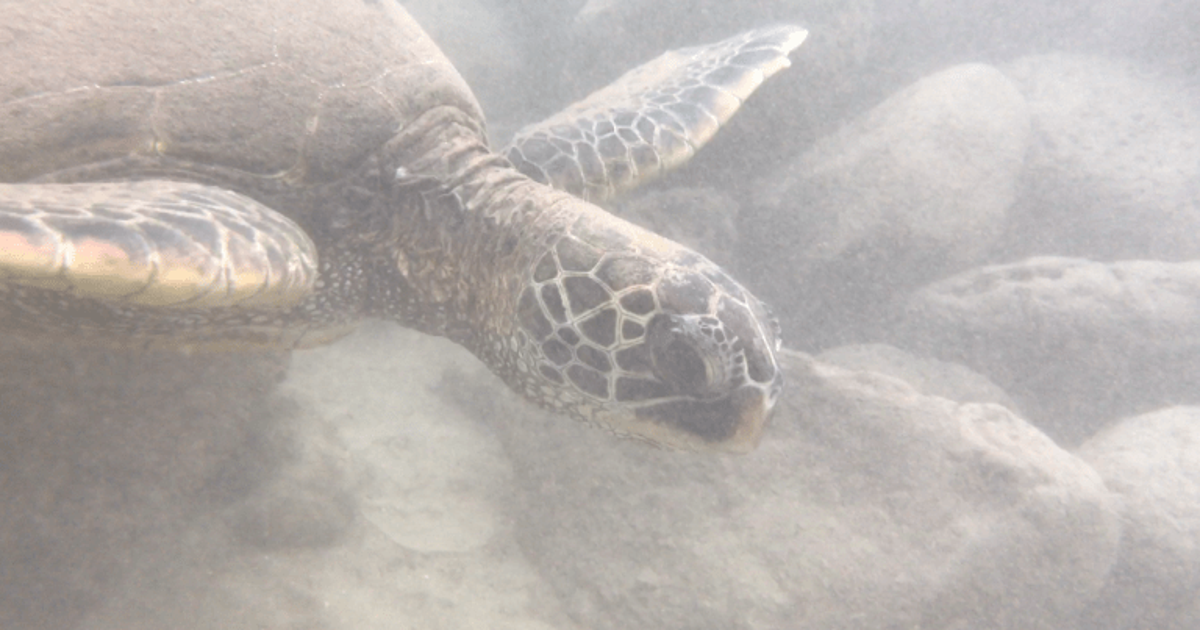 How I accidentally discovered a secret turtle town in Hawaii | HuffPost ...