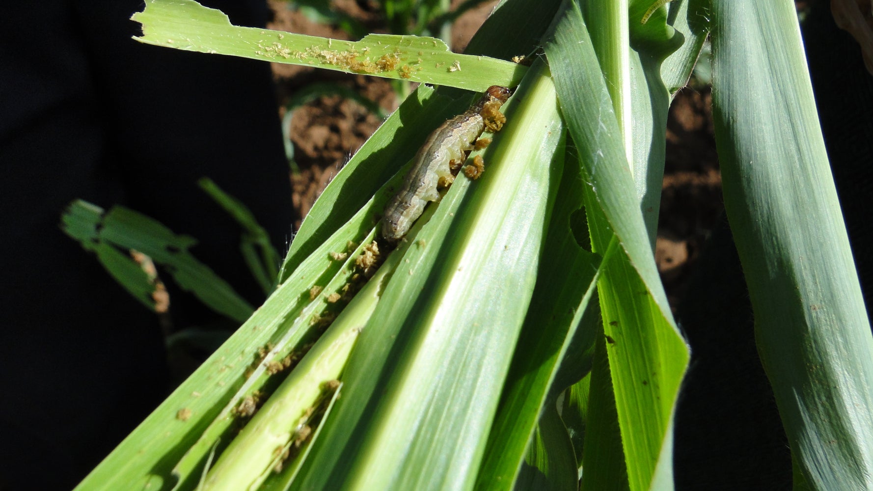 Alien Invasion: Battling the Spread of the Fall Armyworm in Africa ...
