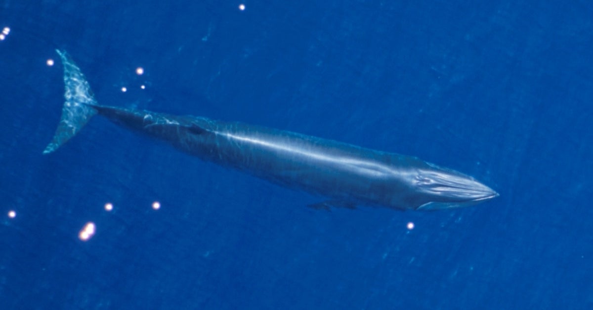 Blue Planet Praises Whaling Moratorium But The Whales Are Not Saved Yet ...