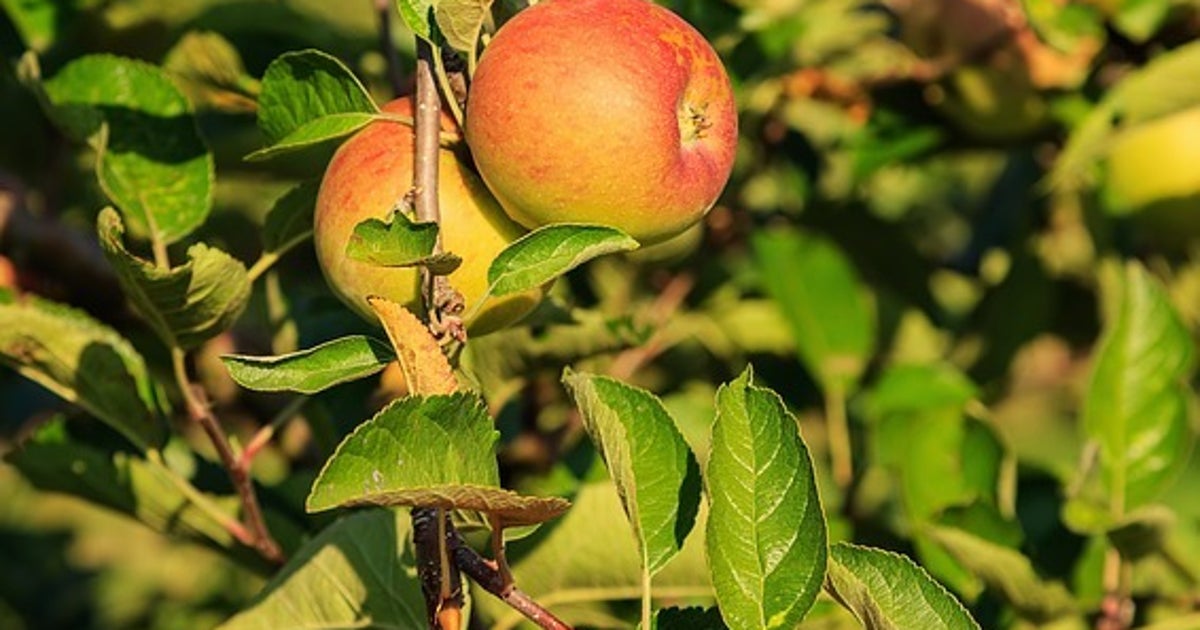 How the Apple Analogy Wakes You Up to What It Takes to Become a ...