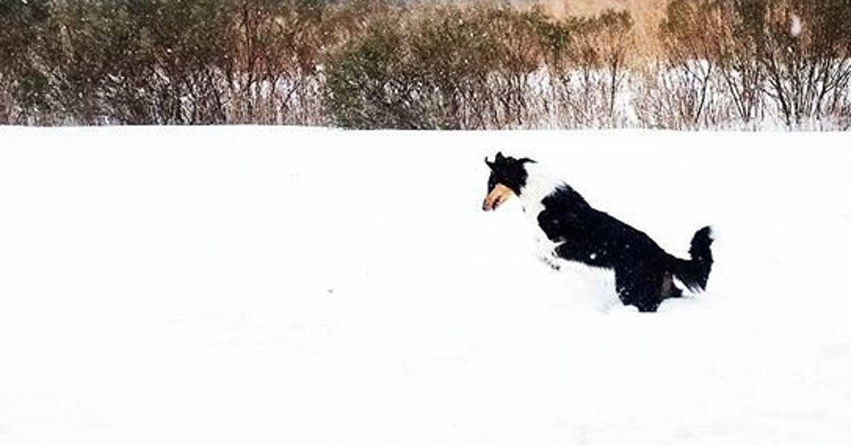 Check Out All These Dogs Loving The Crazy Cold Weather In America ...