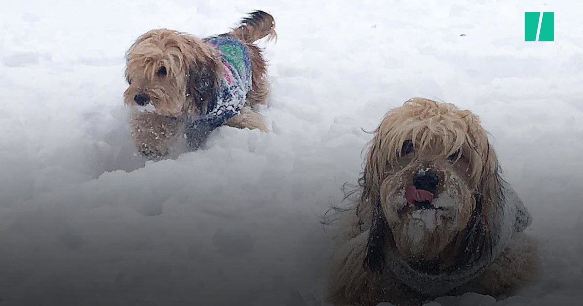 For East Coast Dogs, A Bomb Cyclone Means Fun In the Snow | HuffPost Videos