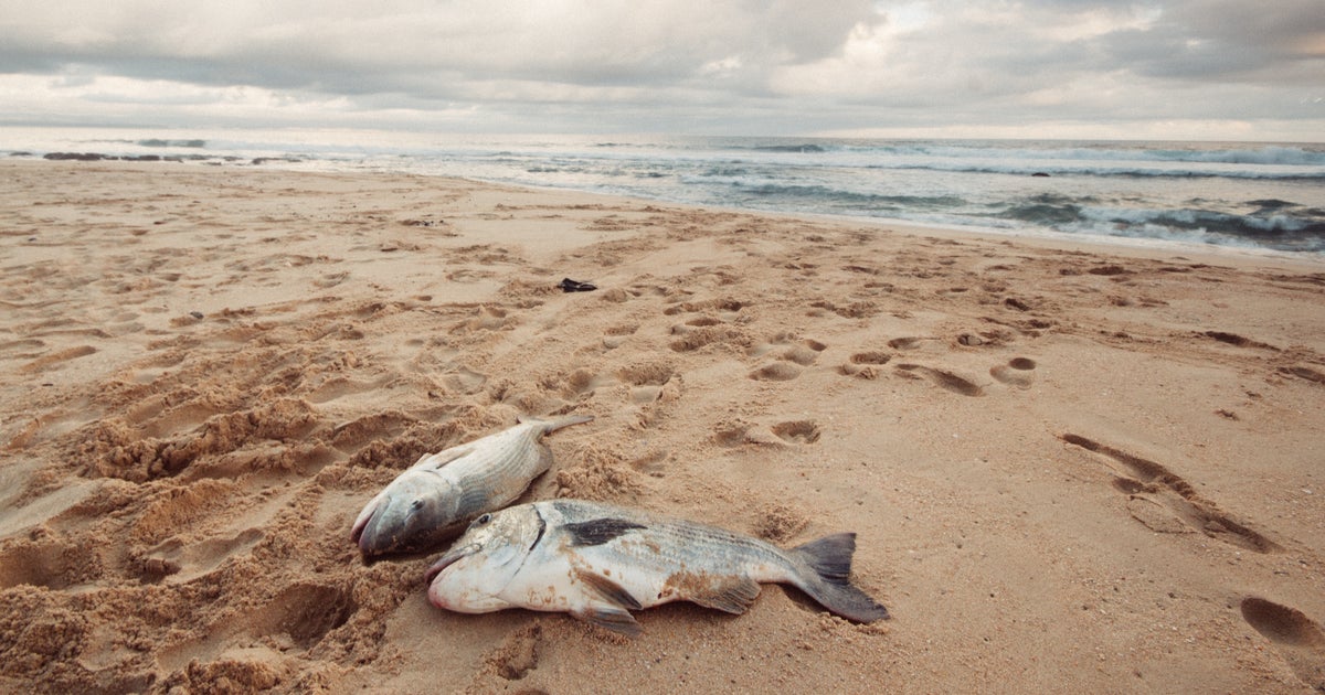 Climate Change Has Quadrupled Ocean 'Dead Zones,' Researchers Warn ...