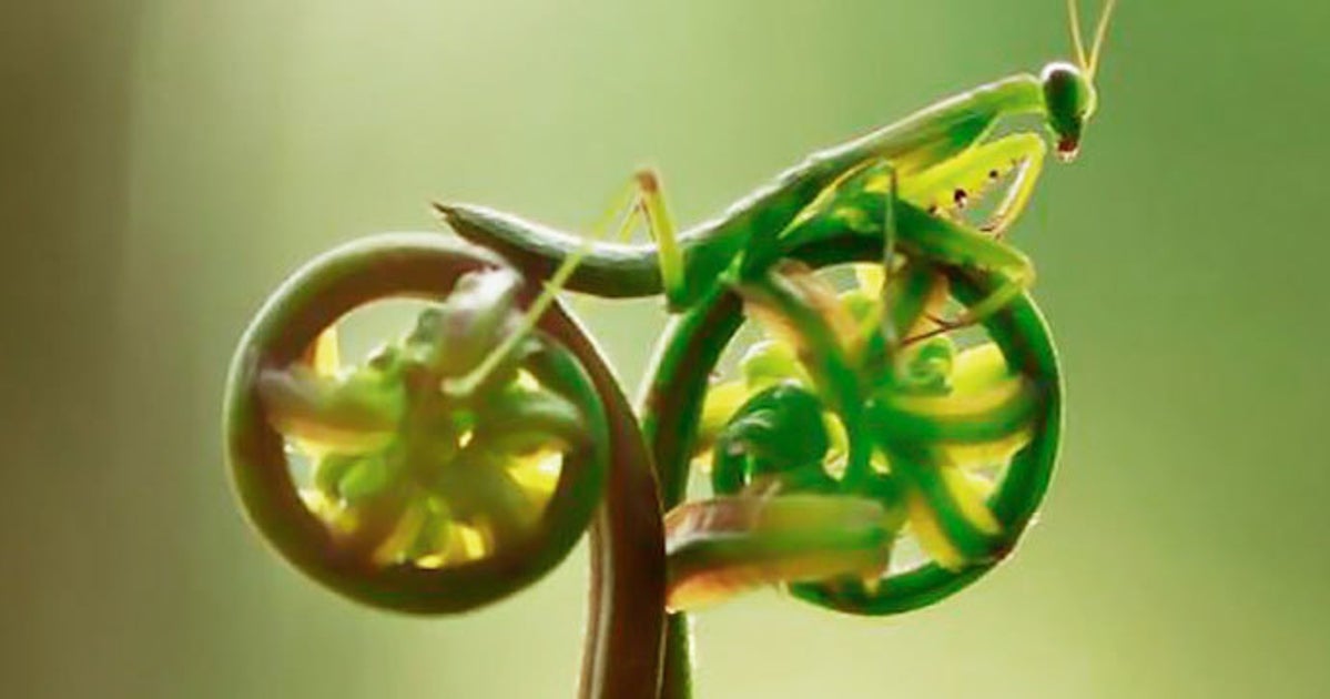 Biomimicry Principles: Providing a Framework for the Future | HuffPost ...