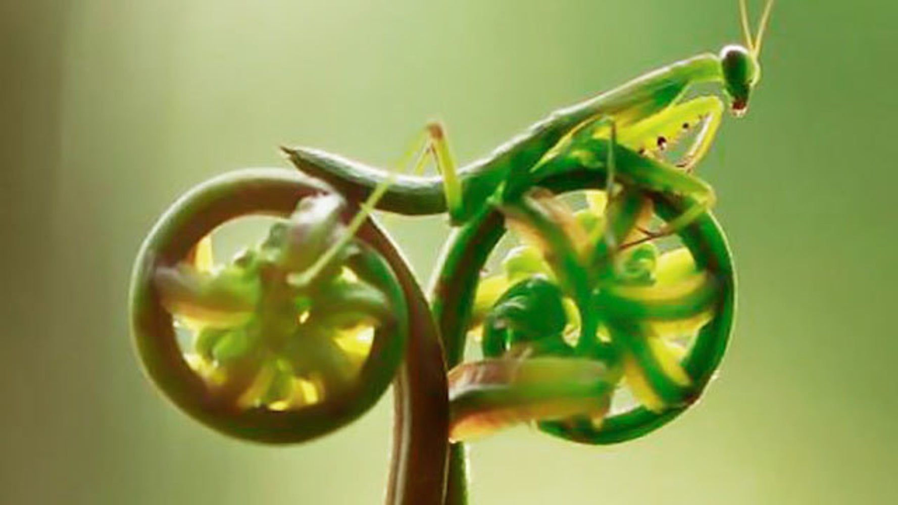 Biomimicry Principles: Providing a Framework for the Future | HuffPost ...