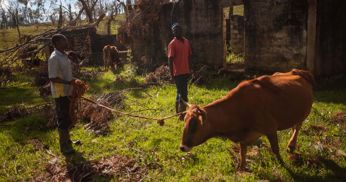 We Must Not Forget Animals When Natural Disasters Strike | HuffPost UK News
