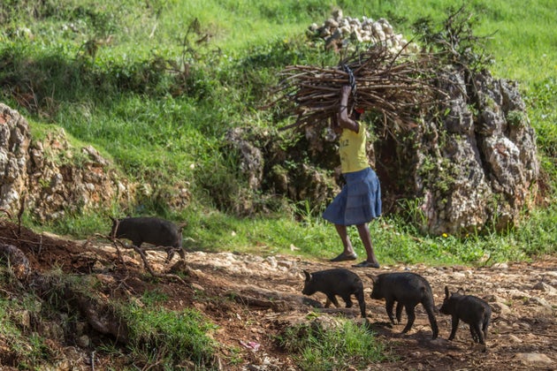 We Must Not Forget Animals When Natural Disasters Strike | HuffPost UK