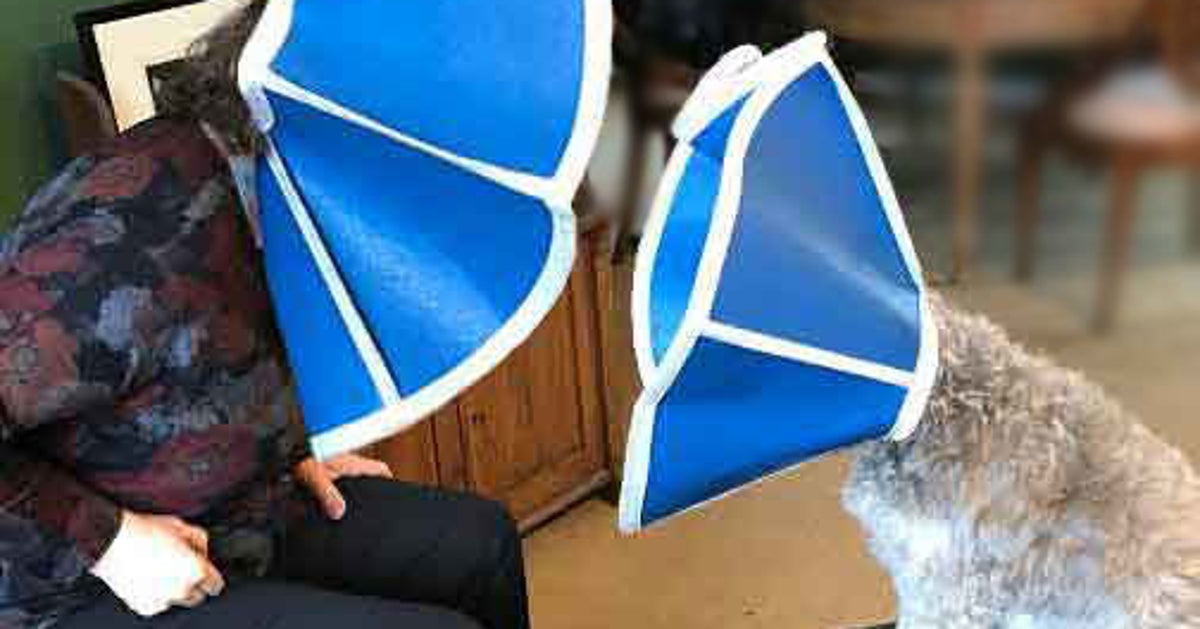 Dogs in Recovery | HuffPost Contributor