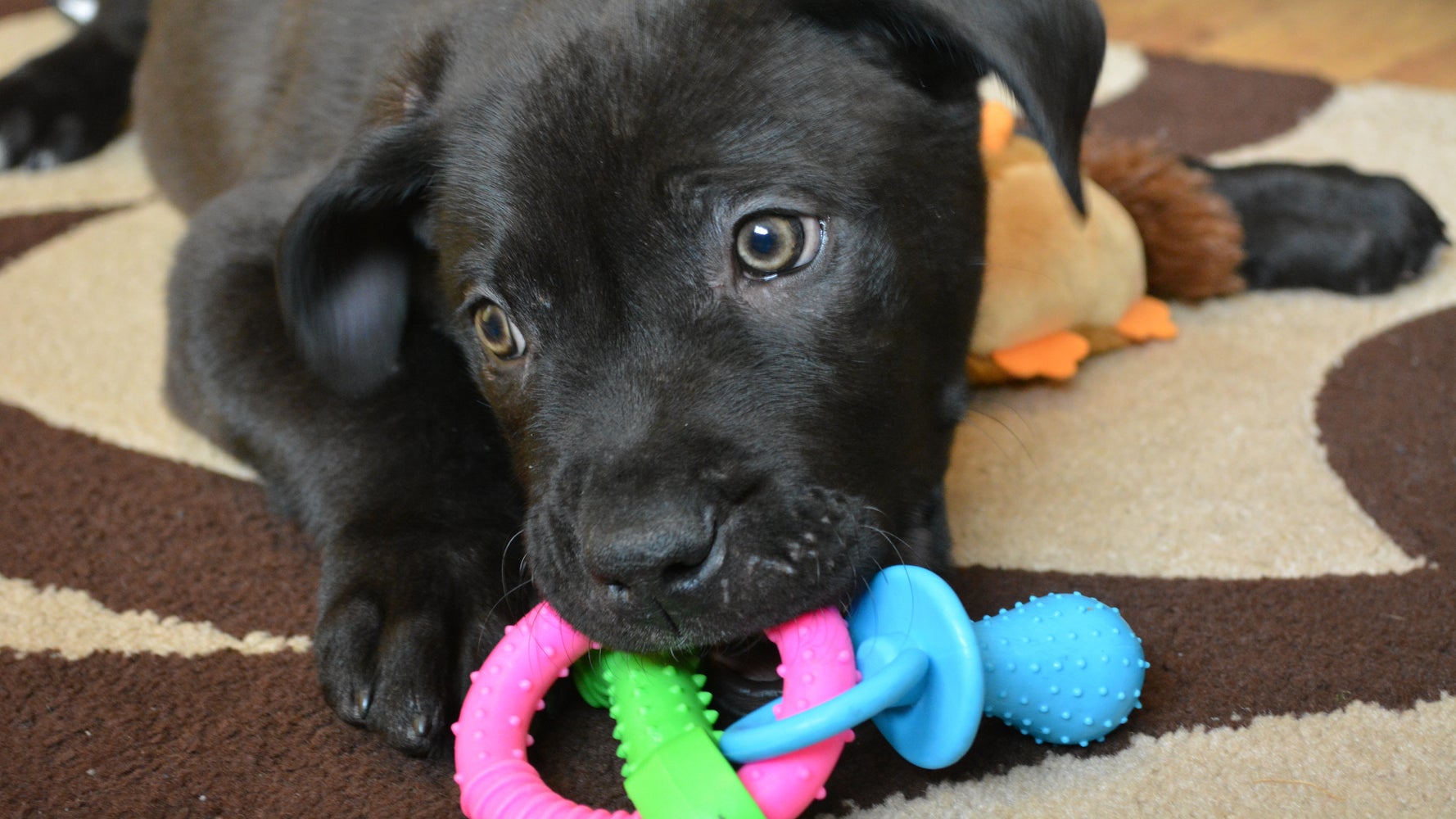 Ronnie The First Puppy To Be Handed In At Battersea After Christmas ...
