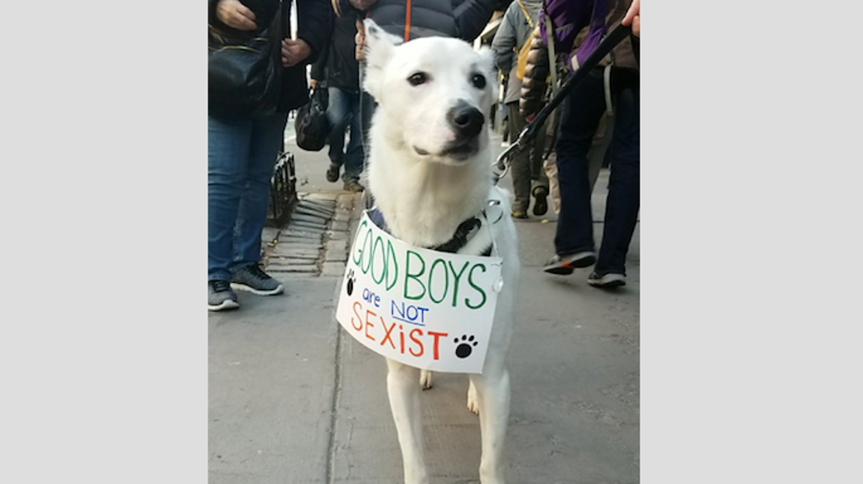 Some Very Good Dogs Are Out Supporting The Women's March | HuffPost UK ...
