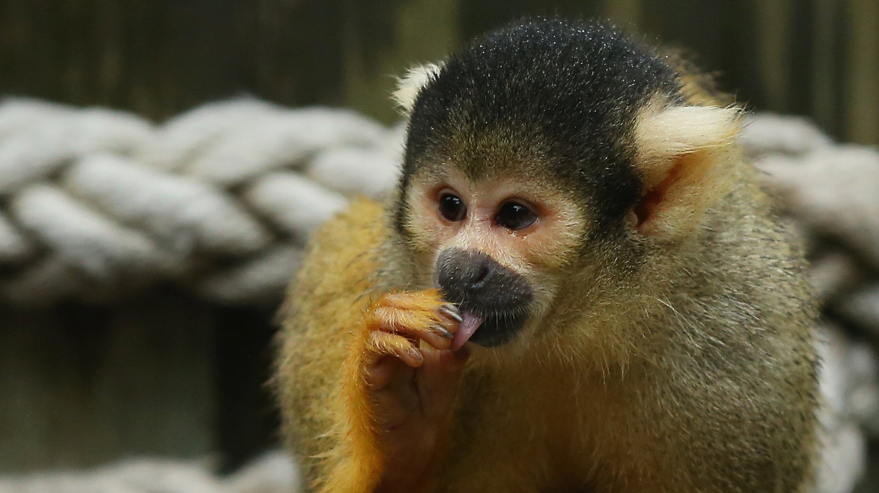 FDA Ends Nicotine Addiction Study On Monkeys After 4 Animal Deaths ...