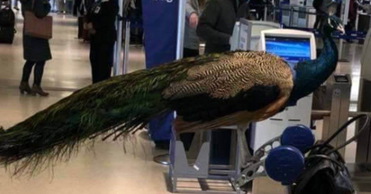 ‘Emotional Support Peacock’ Denied Entry On United Airlines Flight ...