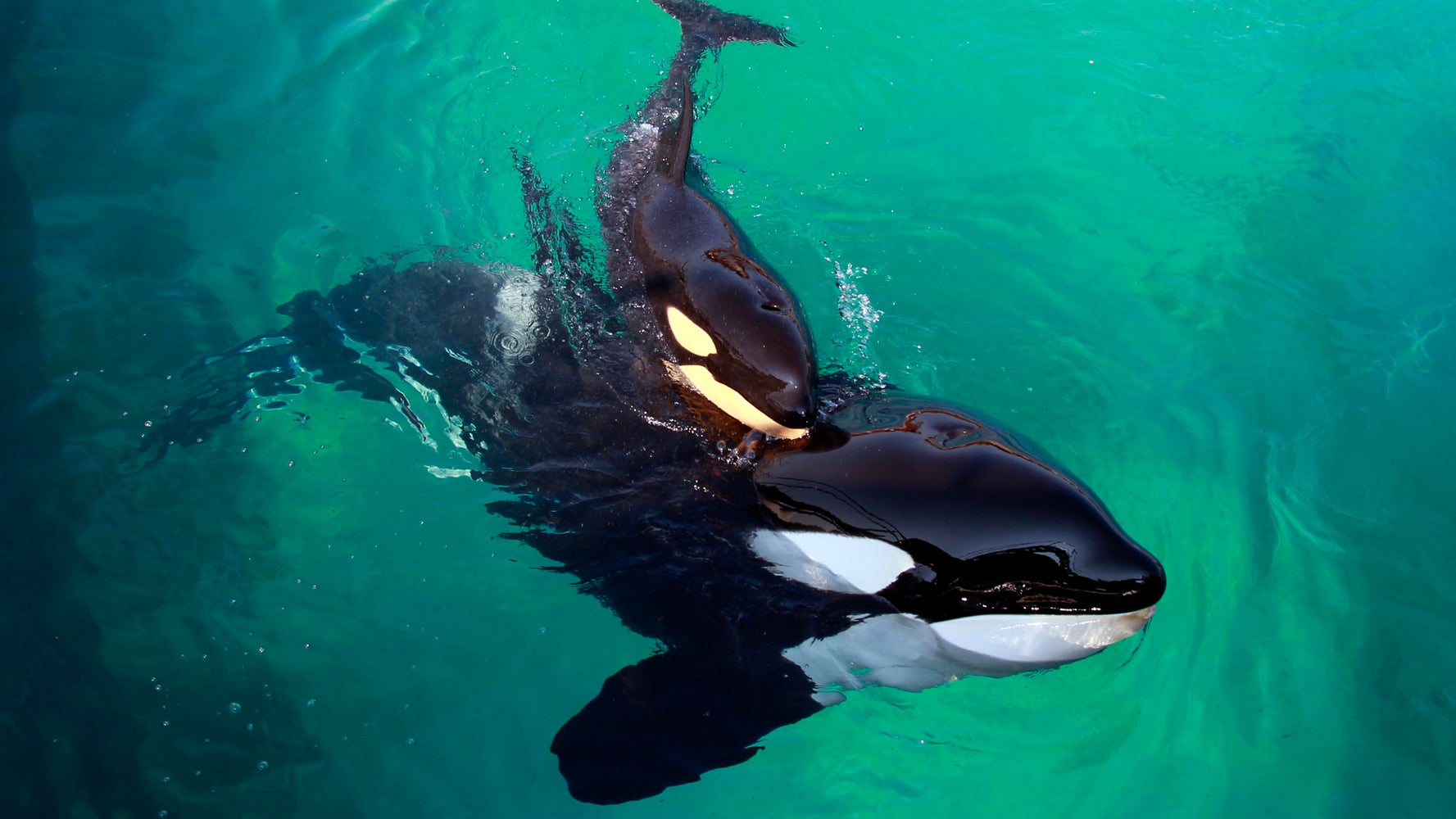 How Wikie The Talking Orca Has Sparked Fears Of New Animal Tourist ...