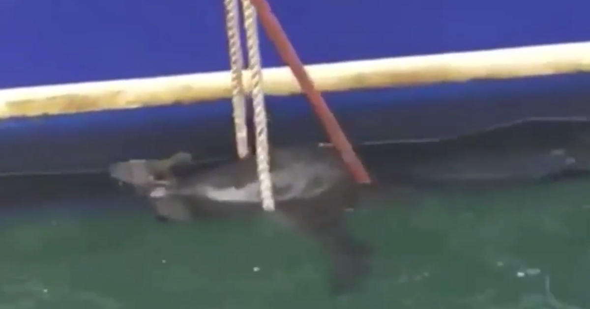 Ferry Workers Rescue Wallaby Swimming In Sydney Harbour | HuffPost UK News
