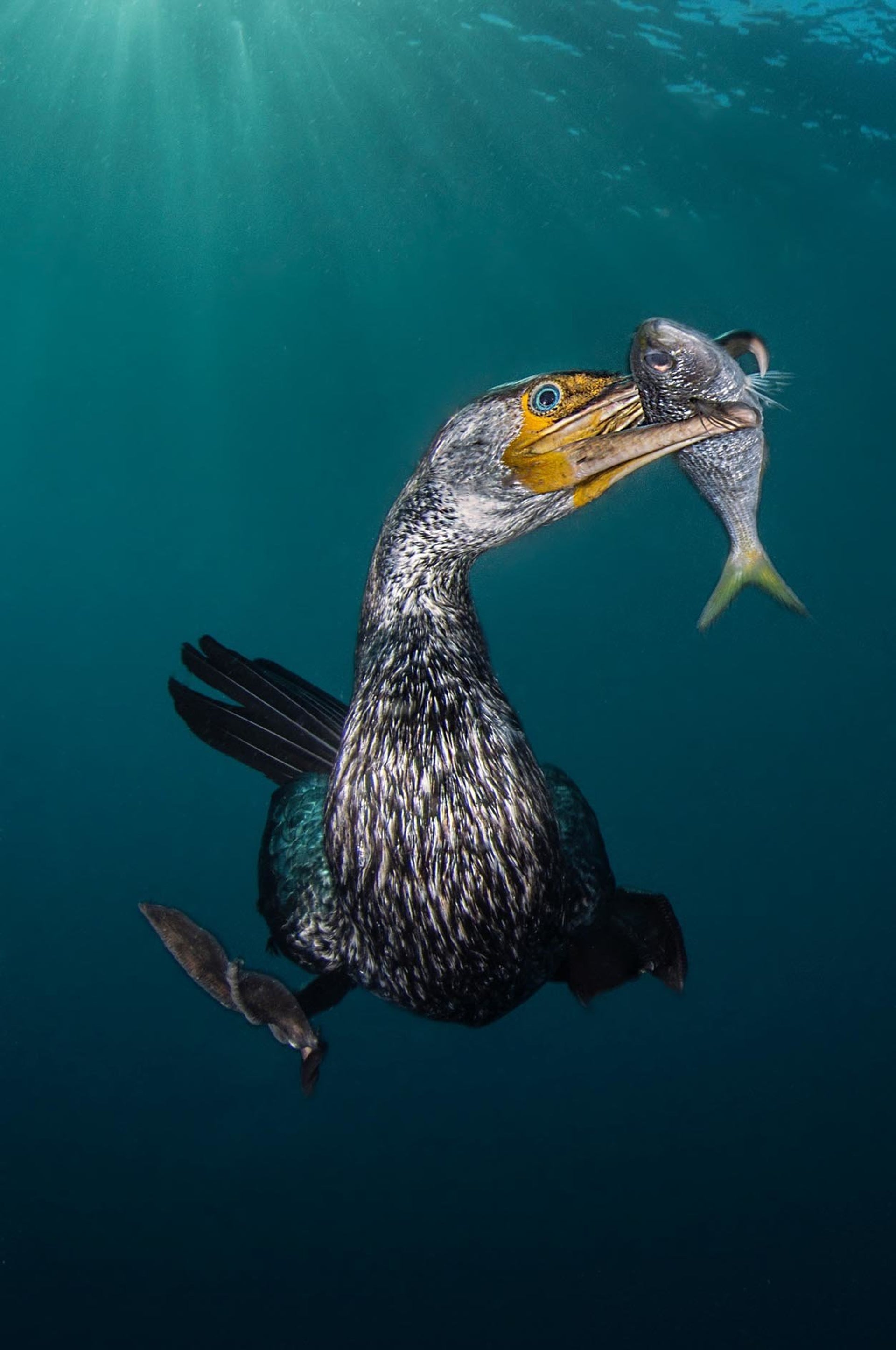 12 Underwater Photos That Show The Submerged World Is Magical ...