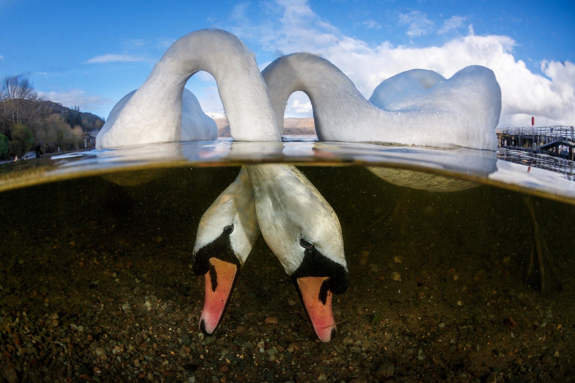 12 Underwater Photos That Show The Submerged World Is Magical ...
