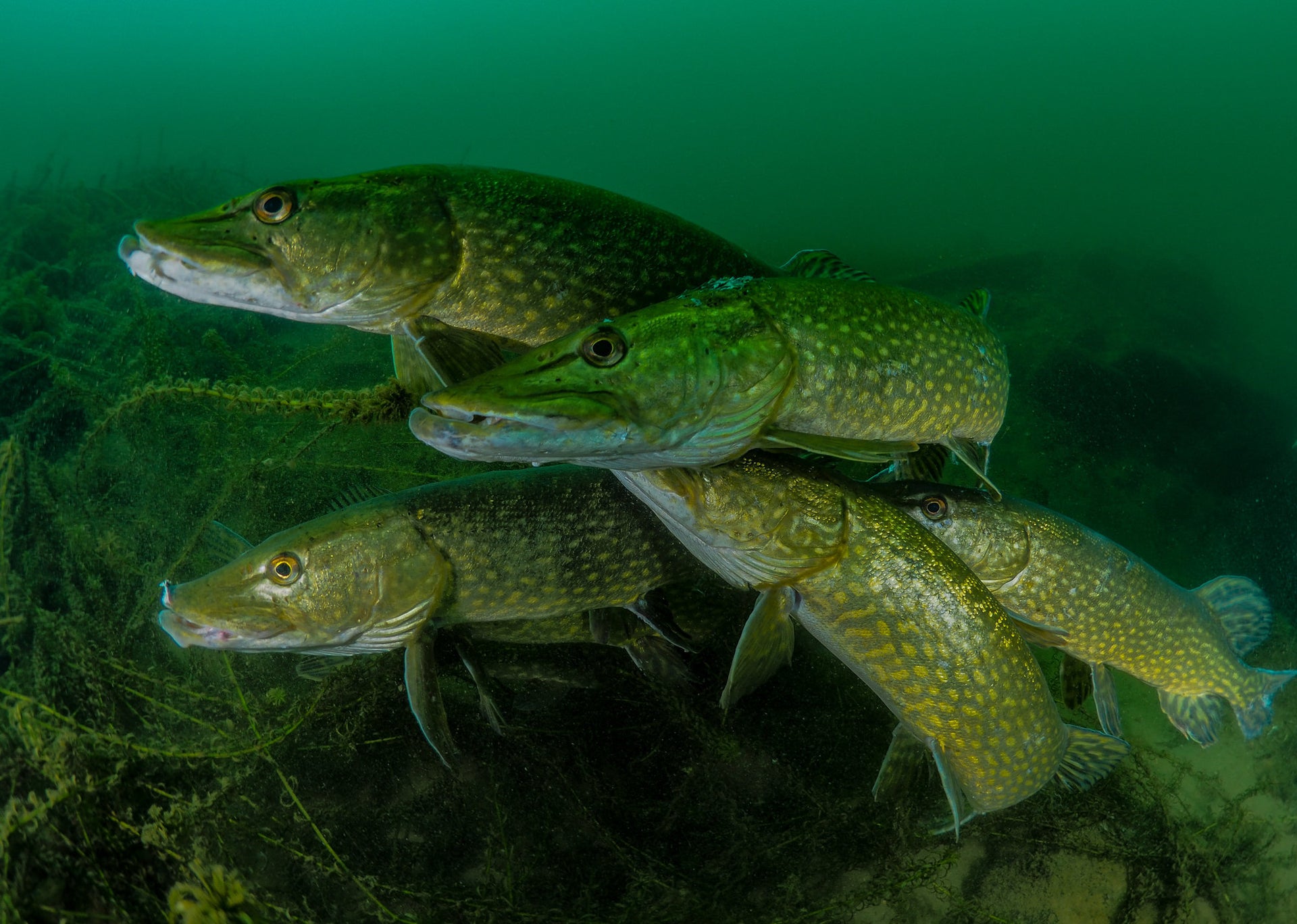 12 Underwater Photos That Show The Submerged World Is Magical ...
