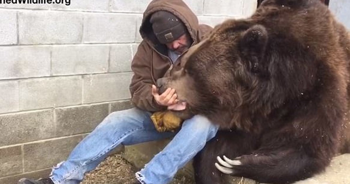 What Does A Sick Bear Really Need? How About A Big Ole Bear Hug ...