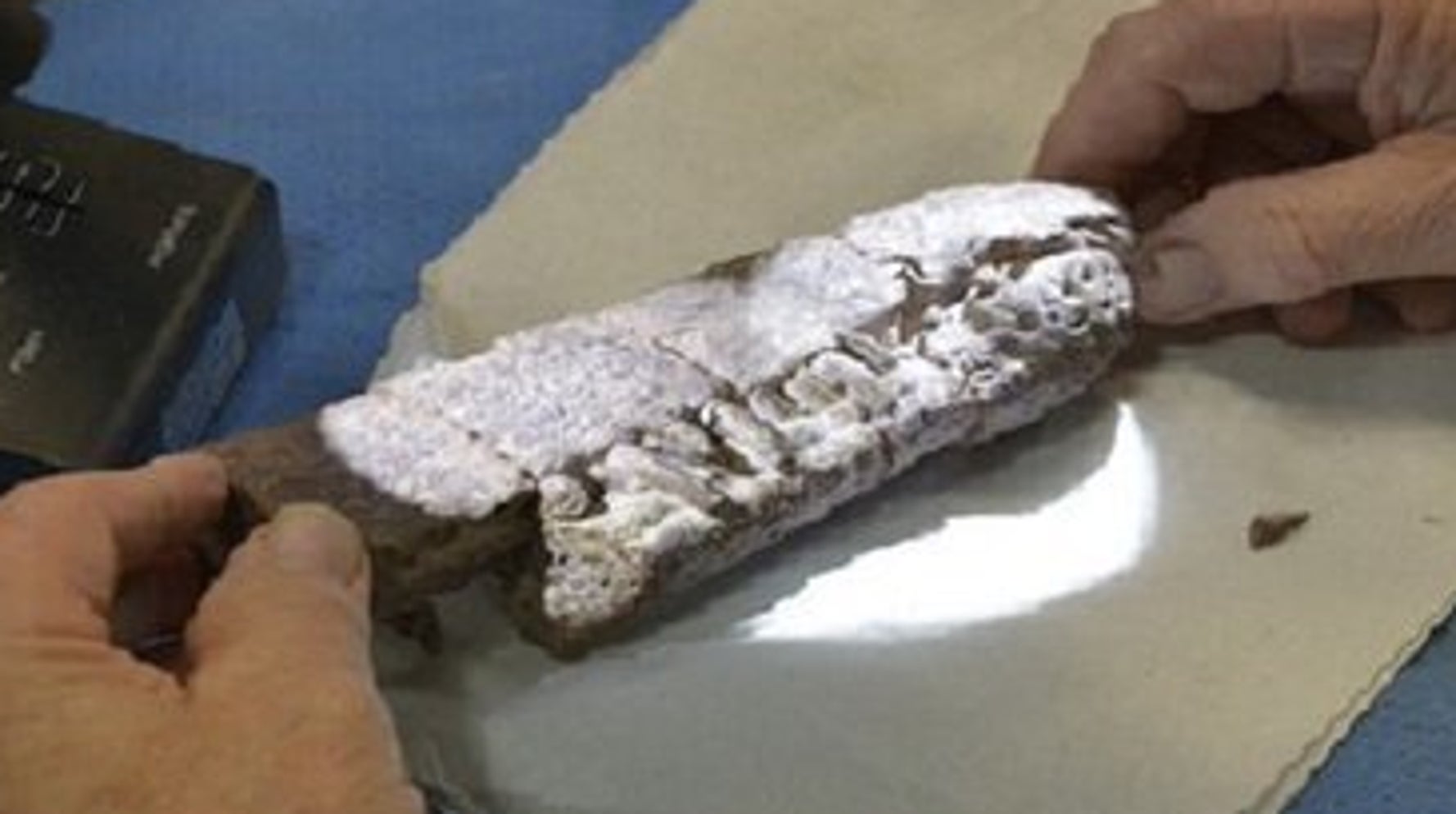 Jaw-Dropping Fossils Discovered In Bears Ears Where Trump Just Gutted ...