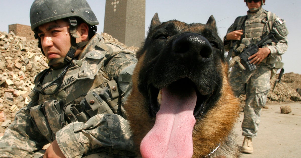 Bomb-Sniffing Army Dogs Got Terrible Treatment After Service Ended ...
