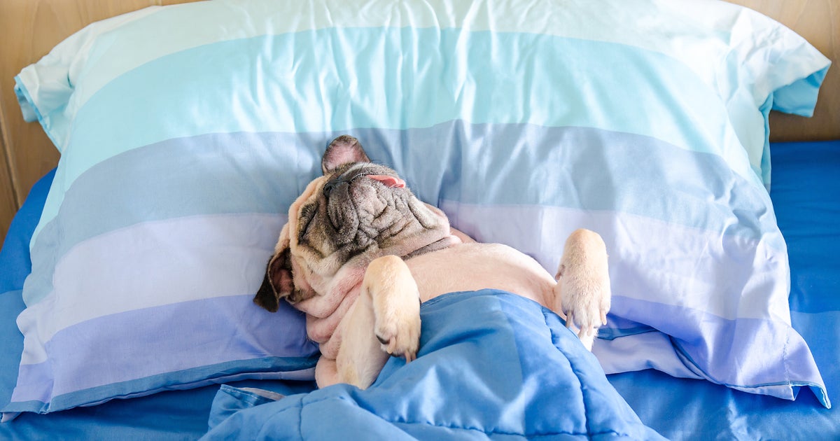 7 Very Important Reasons To Take A Nap Right Now | HuffPost Life