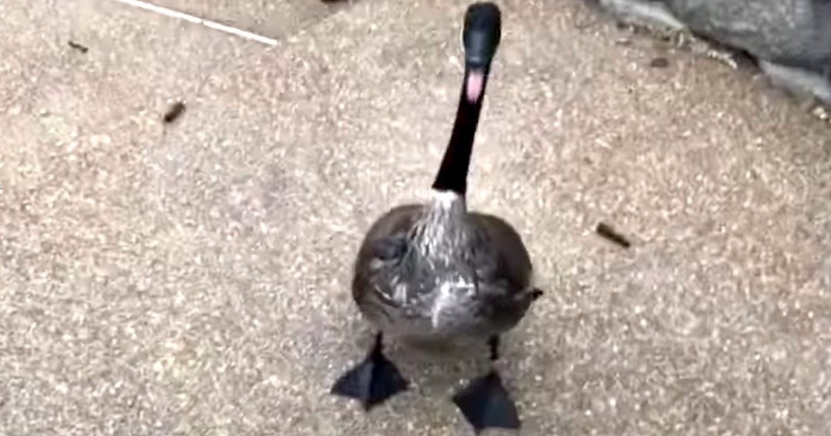 Some Guy Just Learned The Hard Way Why You Should Never Taunt A Goose ...