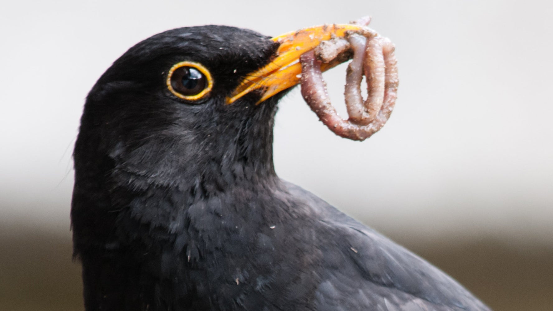 'The Early Worm Dies' | HuffPost