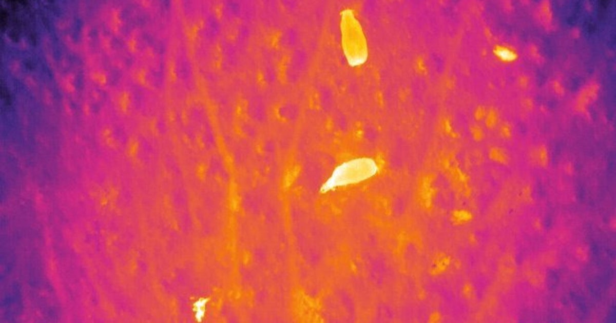 We Can Now Trap Poachers Using A Technique Designed To Detect Distant ...