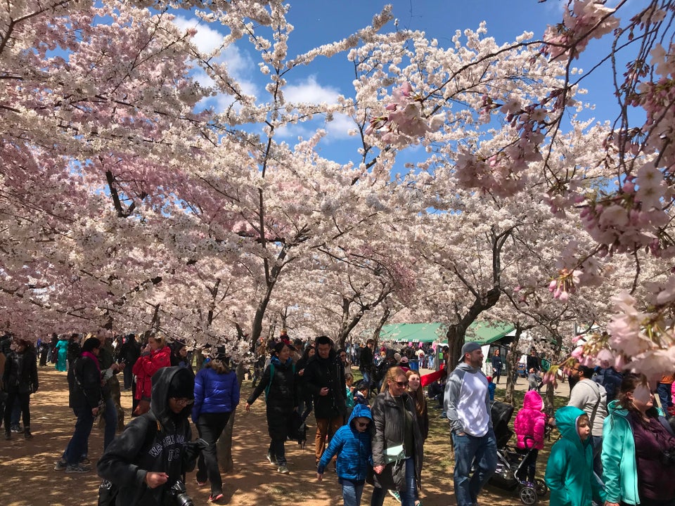 Look At These Beautiful Cherry Blossoms Around The World | HuffPost ...