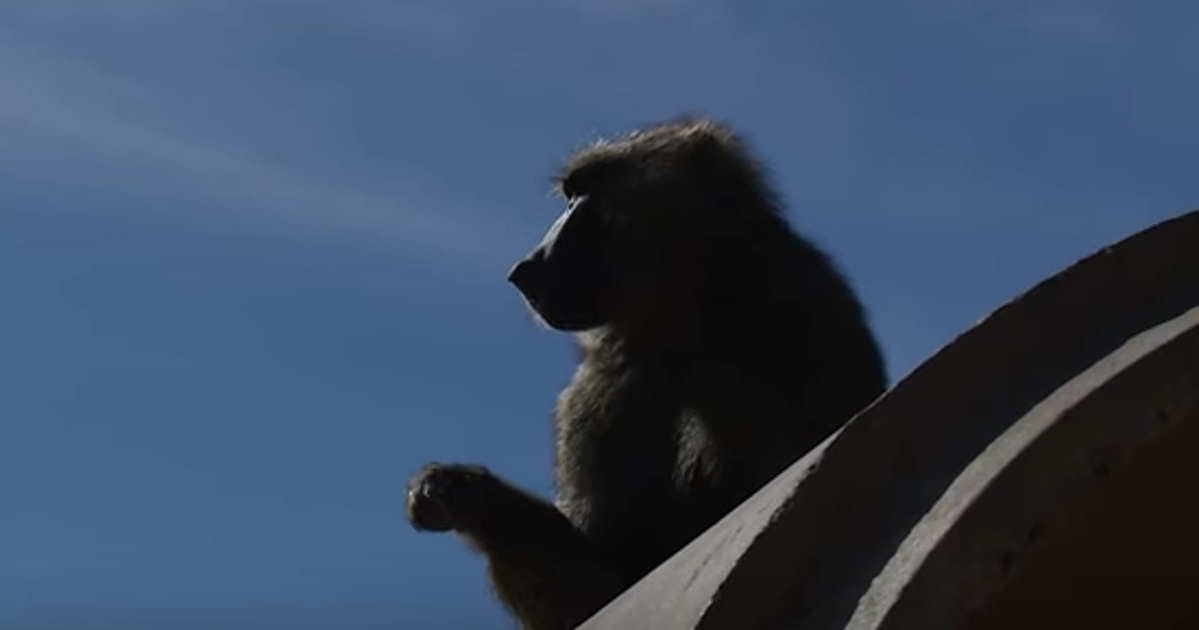 Baboons Work Together To Escape From Biomedical Testing Facility ...