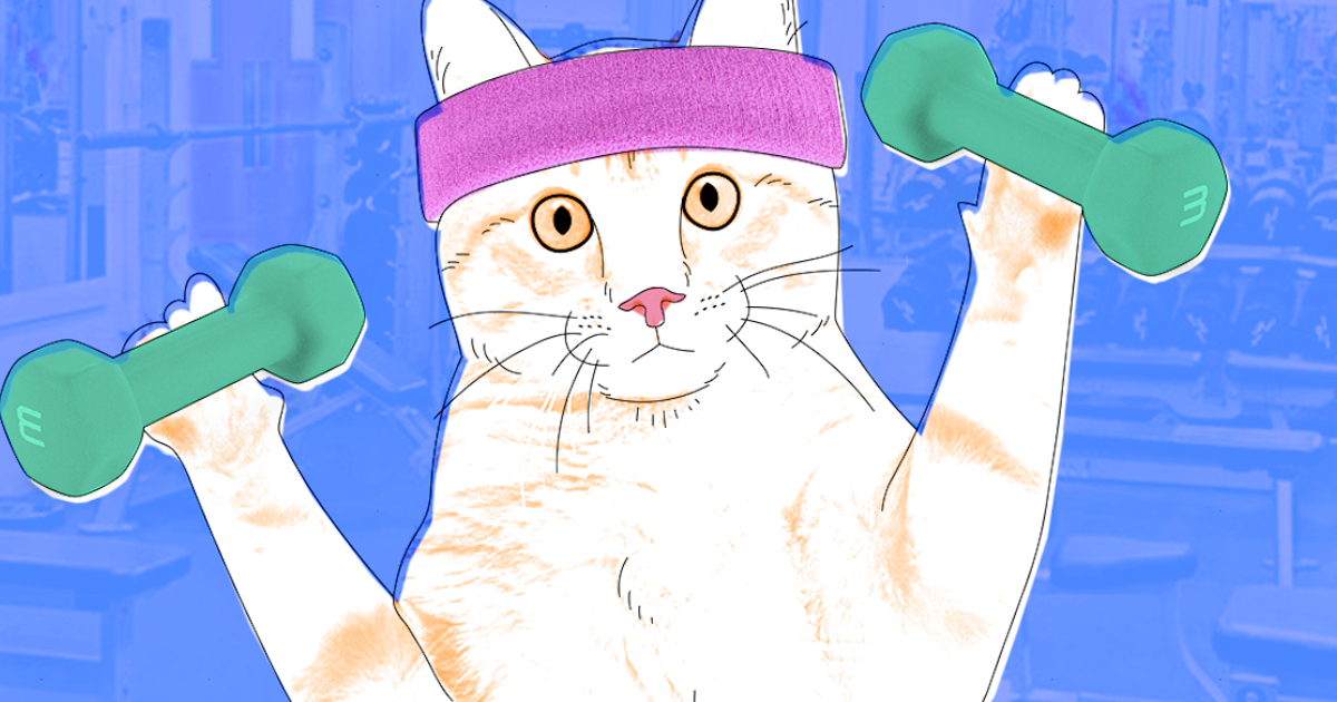 5 Ways To Get Your Cats The Exercise They Need | HuffPost Health