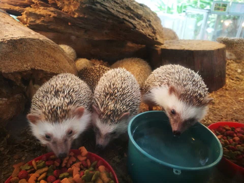 How To Make Your Garden A Hedgehog Haven